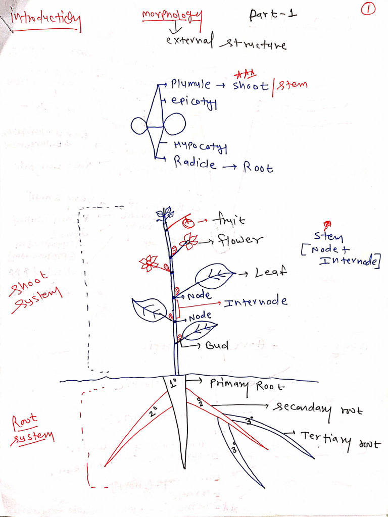 MORPHOLOGY-1 (RKG Sir) | PDF