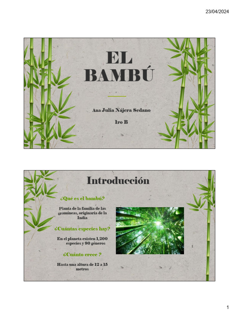 Beneficios y Usos del Bambú | PDF | Entorno natural | Naturaleza