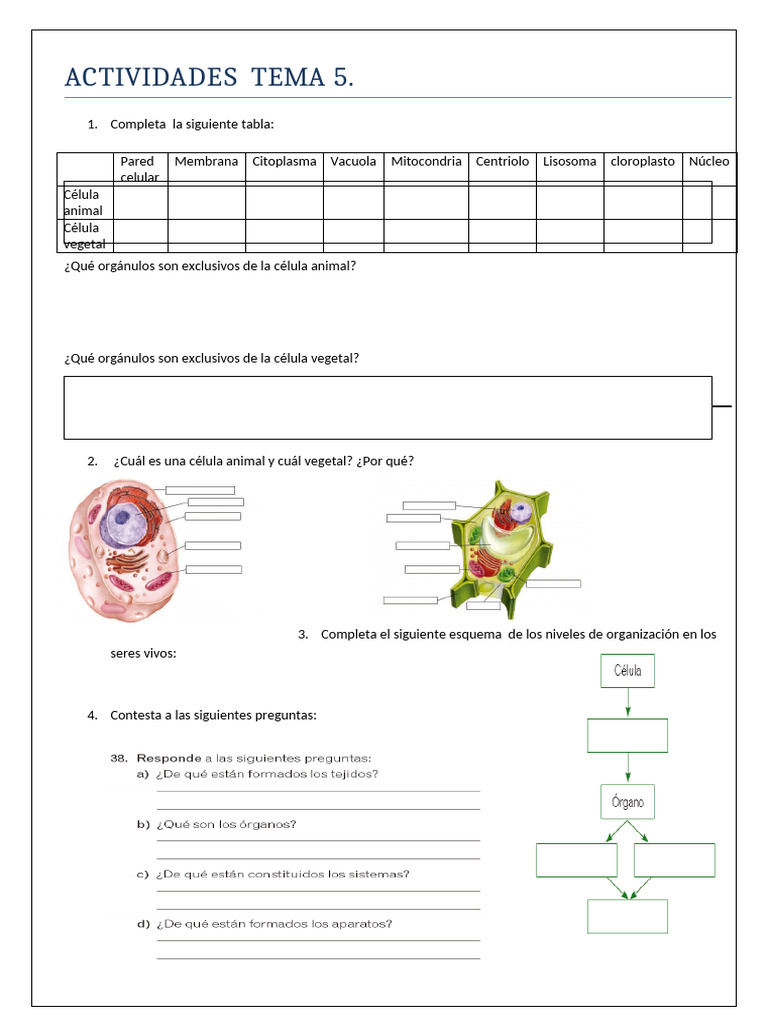 ACTIVIDADES TEMA 5 2 | PDF