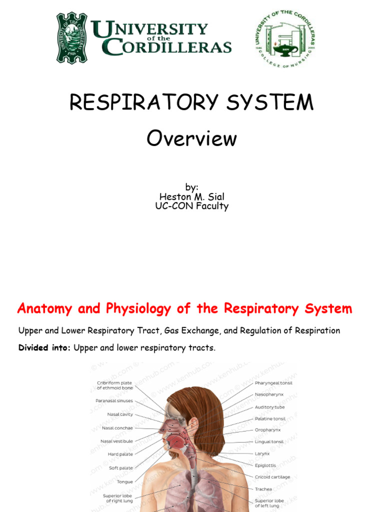 1.-Respiratory-System-Overview | PDF