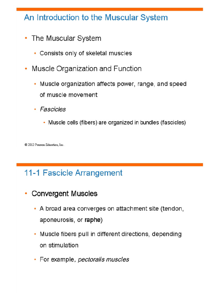 H Muscular System | PDF