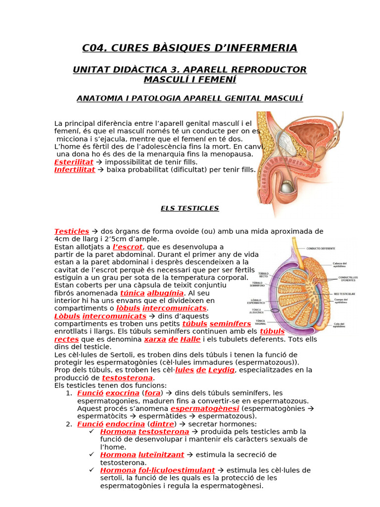 Unitat didàctica 3. Aparell reproductor masculí i femení | PDF
