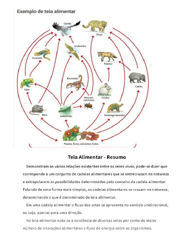 EXEMPLO PARA TRAB CIENCIAS TEIA ALIMENTAR | PDF