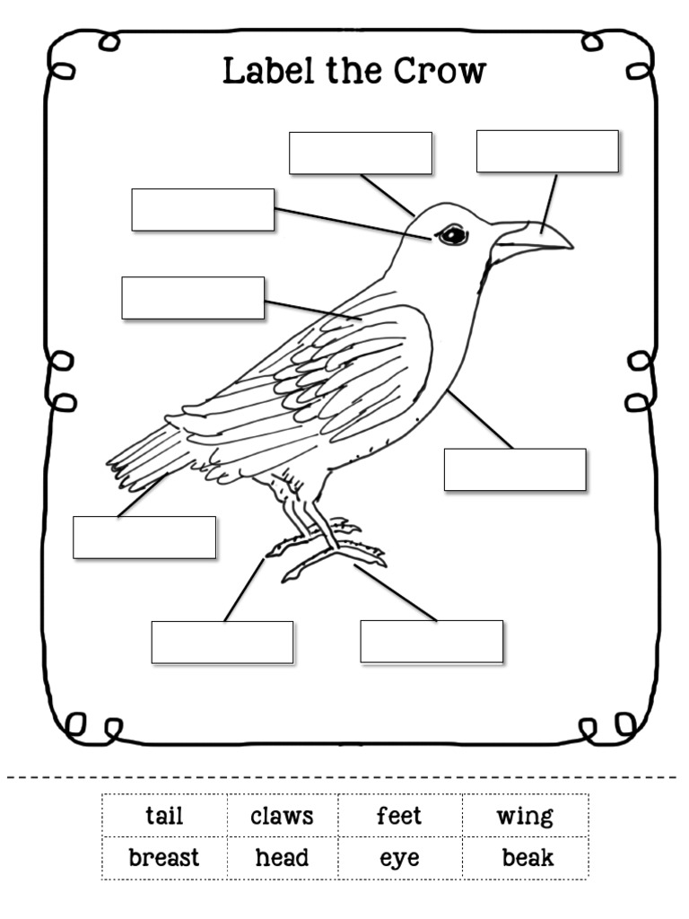 Crow Anatomy Labeling Activity | PDF