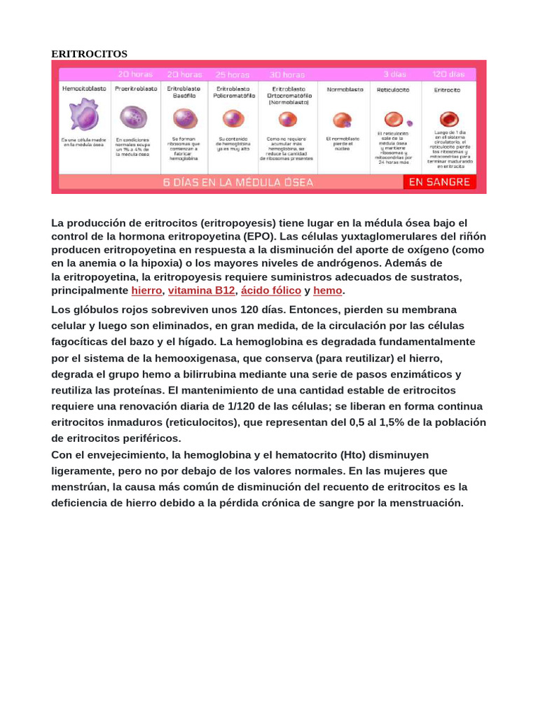 ERITROCITOS Y HEMOGLOBNA - tec valeria melo | PDF | Glóbulo rojo | Sangre