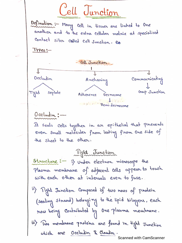 Cell Junction 11 | PDF