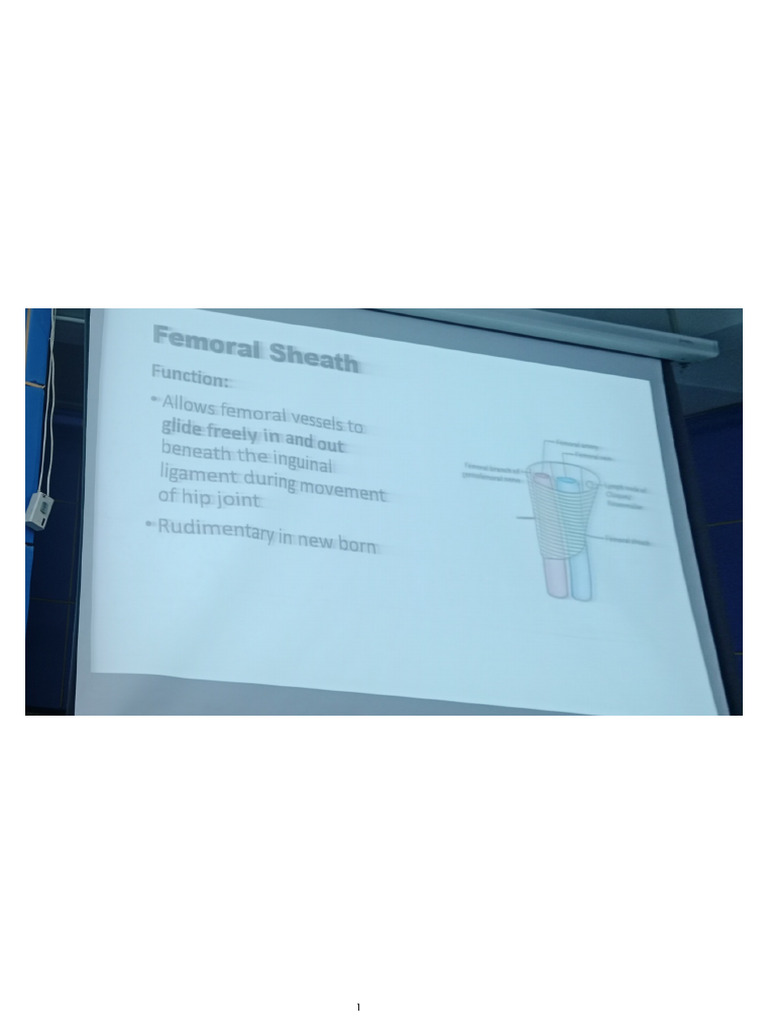 Femoral Sheath | PDF