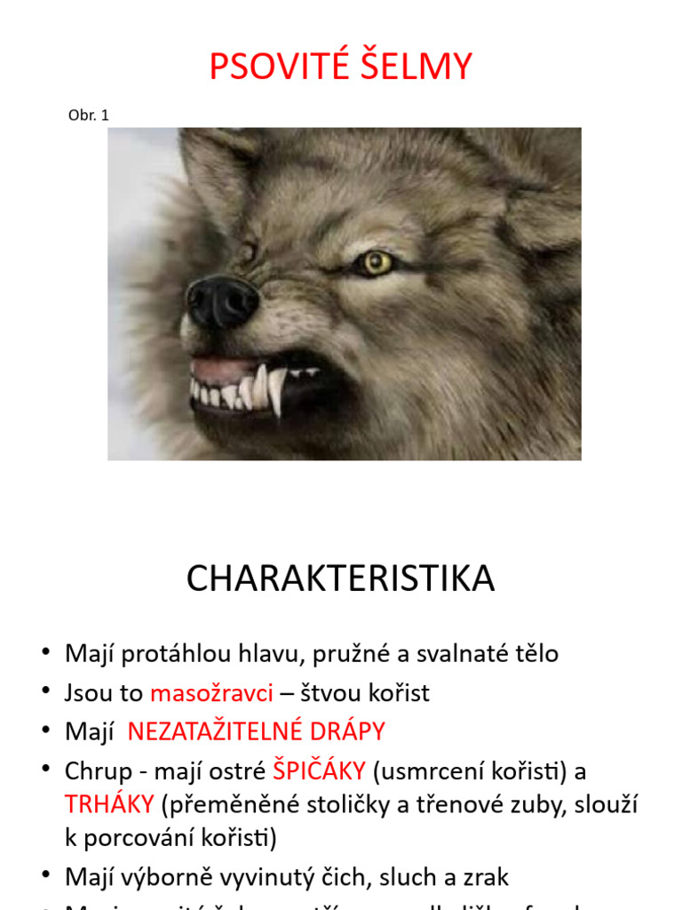 Selmy Psovite Prezentace | PDF
