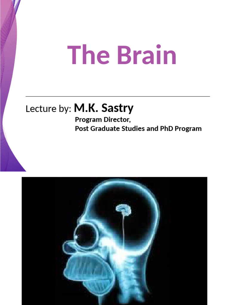 210524PM The Brain | PDF | Cerebral Hemisphere | Lateralization Of Brain Function
