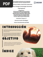 Atlas del Desarrollo Embrionario del Perro | PDF | Embrión | Procesos ...