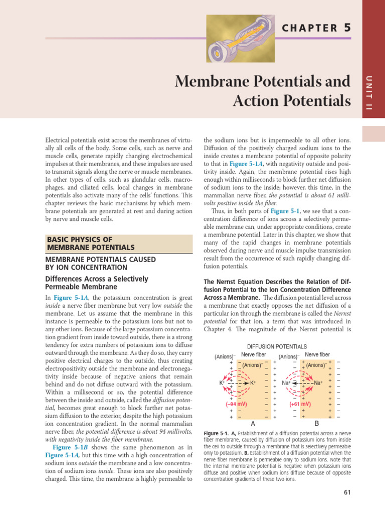 Sup - 08. Resting and Action Potentials | PDF | Membrane Potential ...
