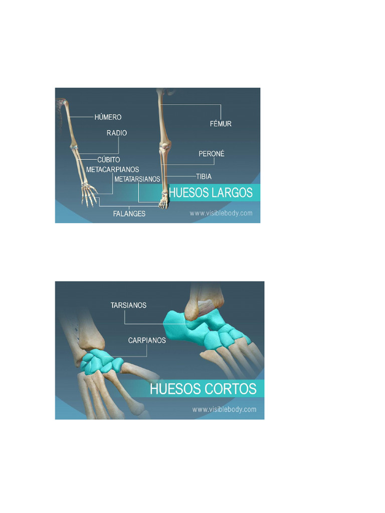 El Esqueleto Humano HUESOS | PDF