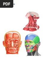 Nomes de 100 Músculos Do Corpo Humano | PDF | Sistema Locomotor ...