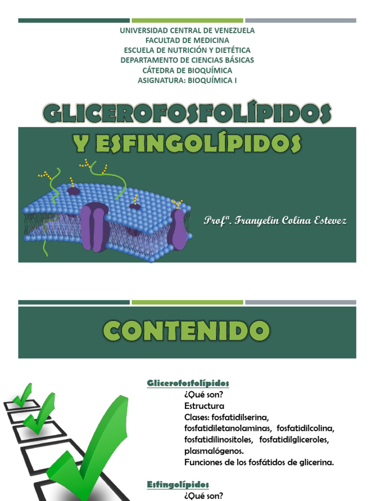 Glicerofosfolípidos y Esfingolípidos: Estructura y Funciones | PDF ...