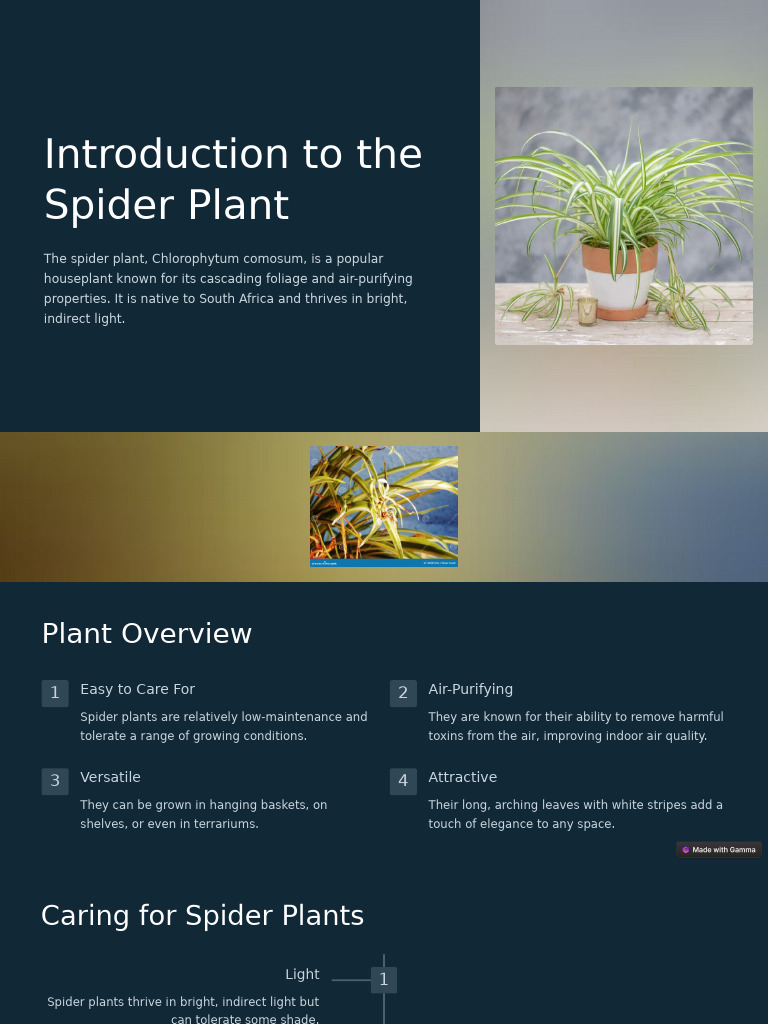 Benefits of Spider Plants Explained | PDF | Houseplant | Agriculture