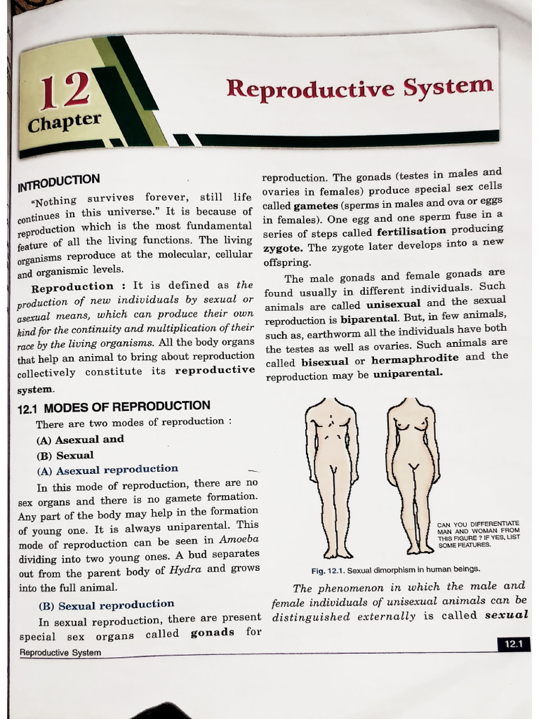 Reproductive System 1 | PDF
