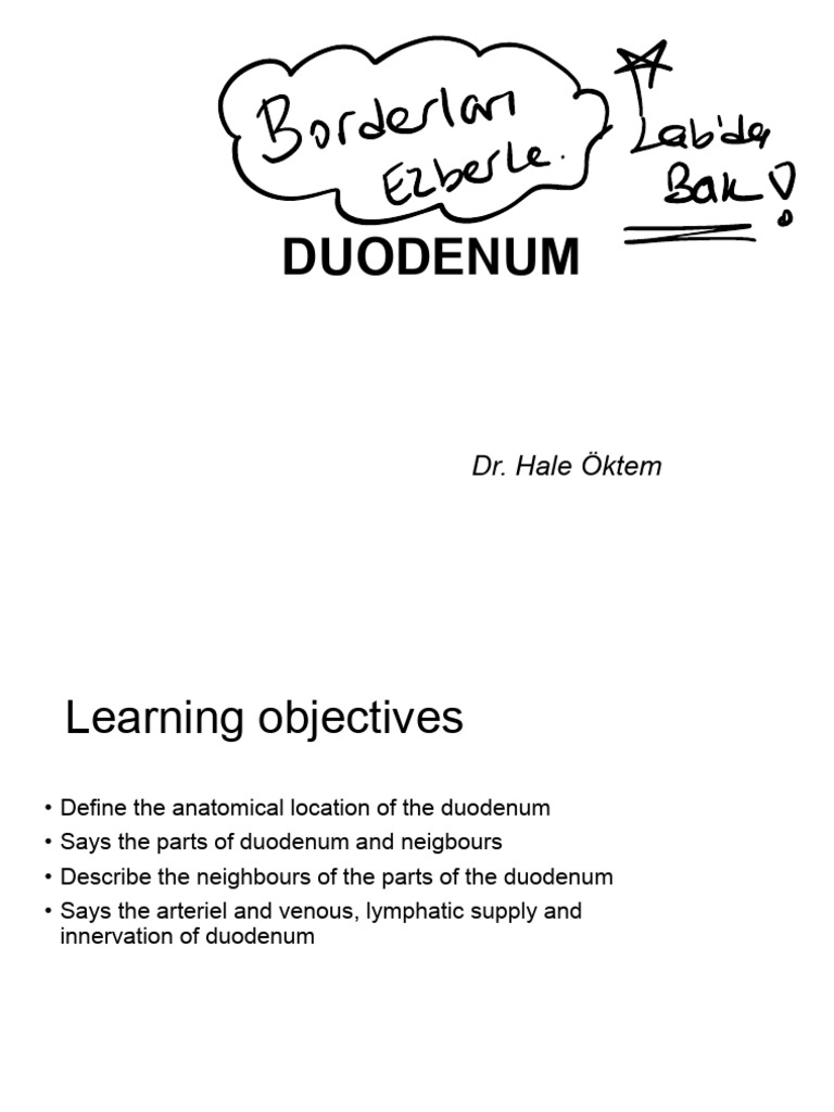 Anatomy of the Duodenum and Its Parts | PDF | Pancreas | Gastroenterology