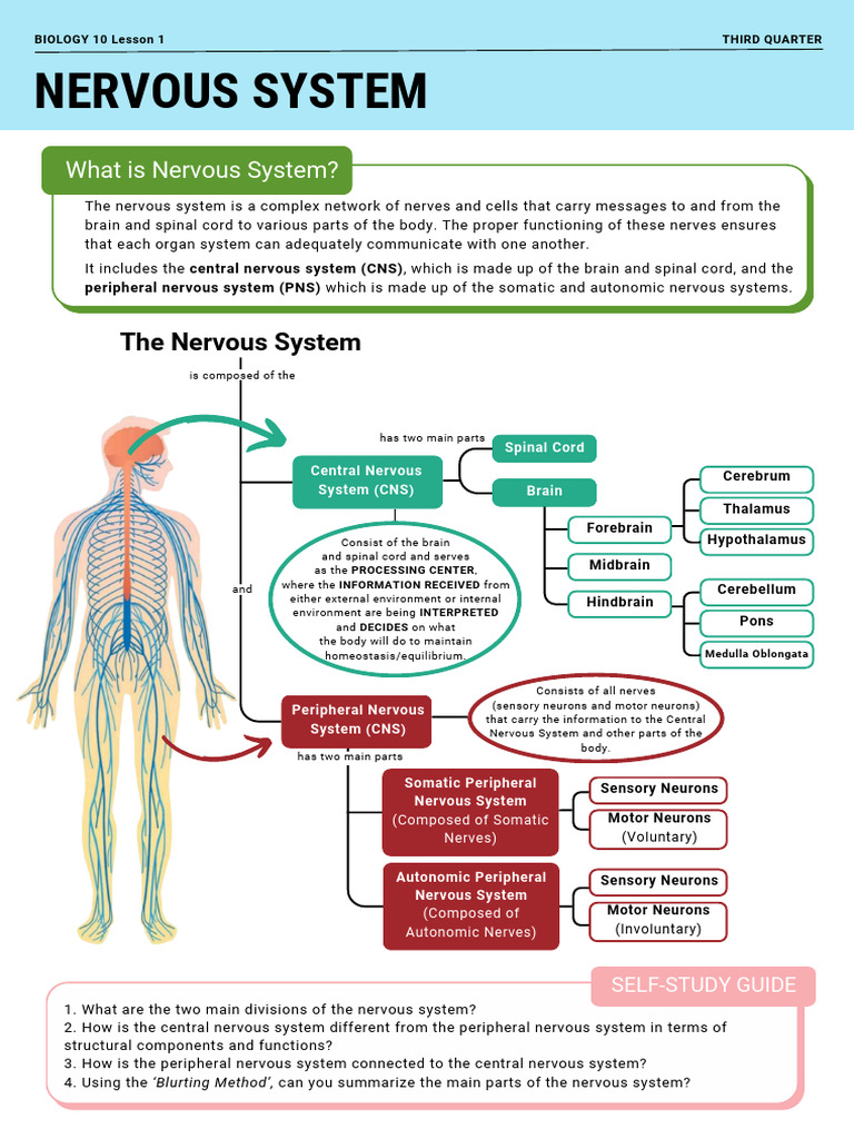 Lecture 1 - Nervous System | PDF | Central Nervous System | Nervous System