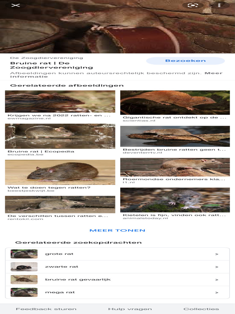 Rat - Google Zoeken | PDF