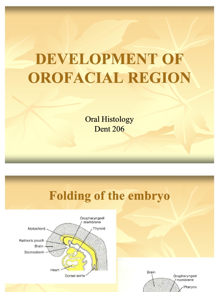 Development of Orofacial Region | PDF