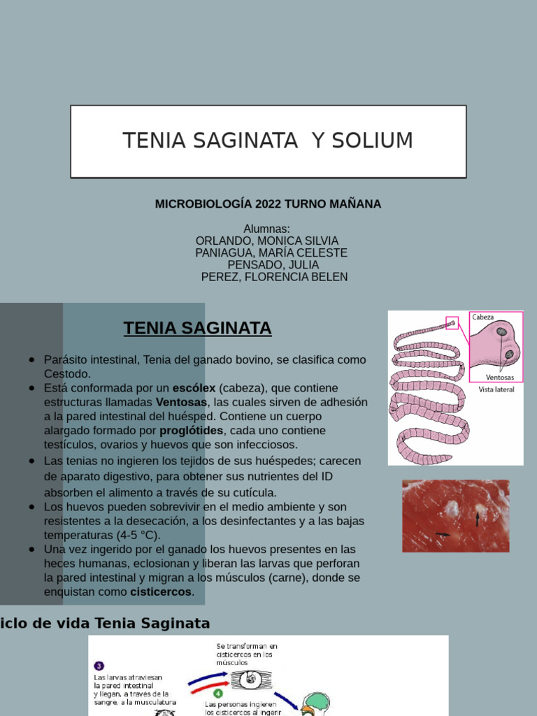 Tenia Saginata y Solium | PDF | Medicina CLINICA | Especialidades Medicas