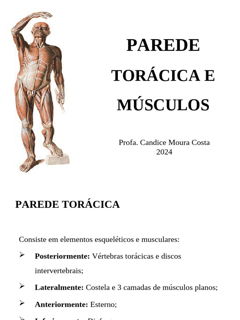 Aula Parede - Toracica - e - Musculos 01.11 | PDF | Respiração ...