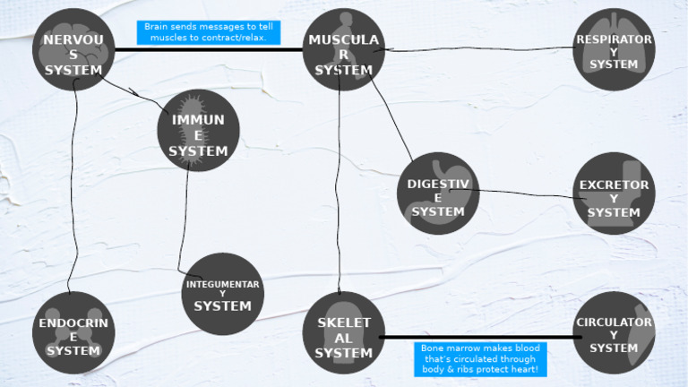 Body Systems Connections Simple 2 | PDF