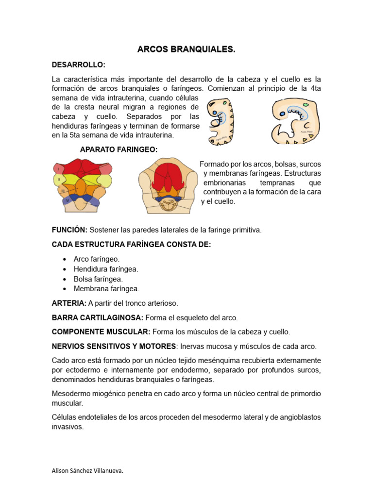 Desarrollo de Arcos Branquiales Humanos | PDF | Morfología (biología ...