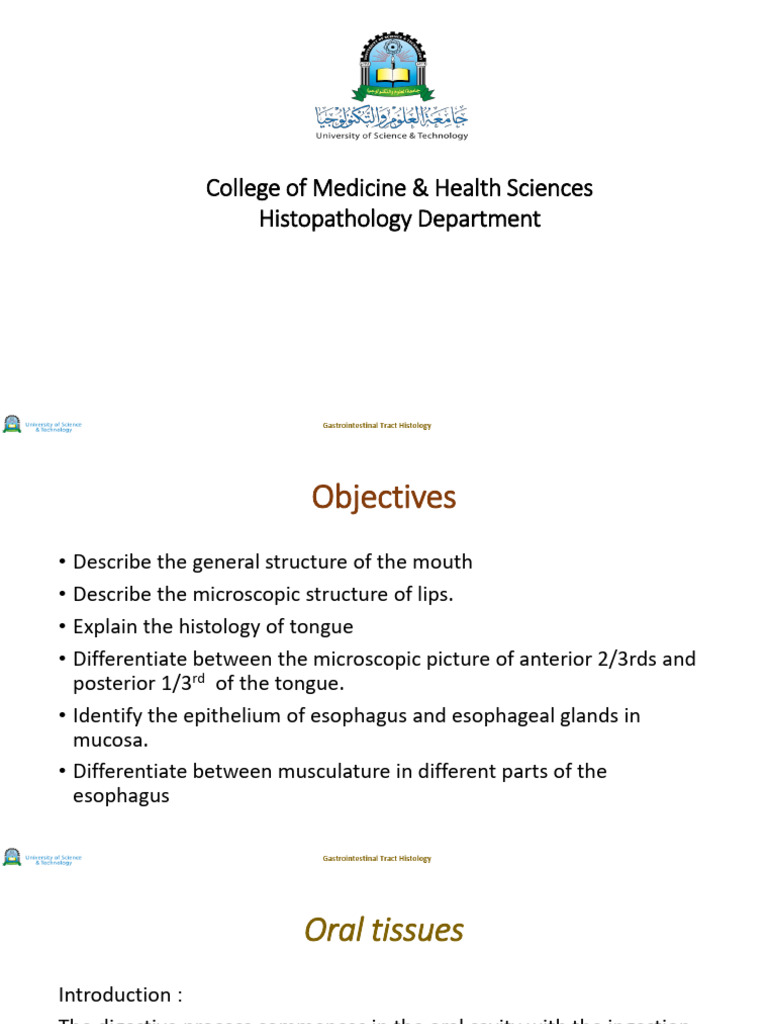 Oral and Esophagus Histology | PDF | Esophagus | Tongue