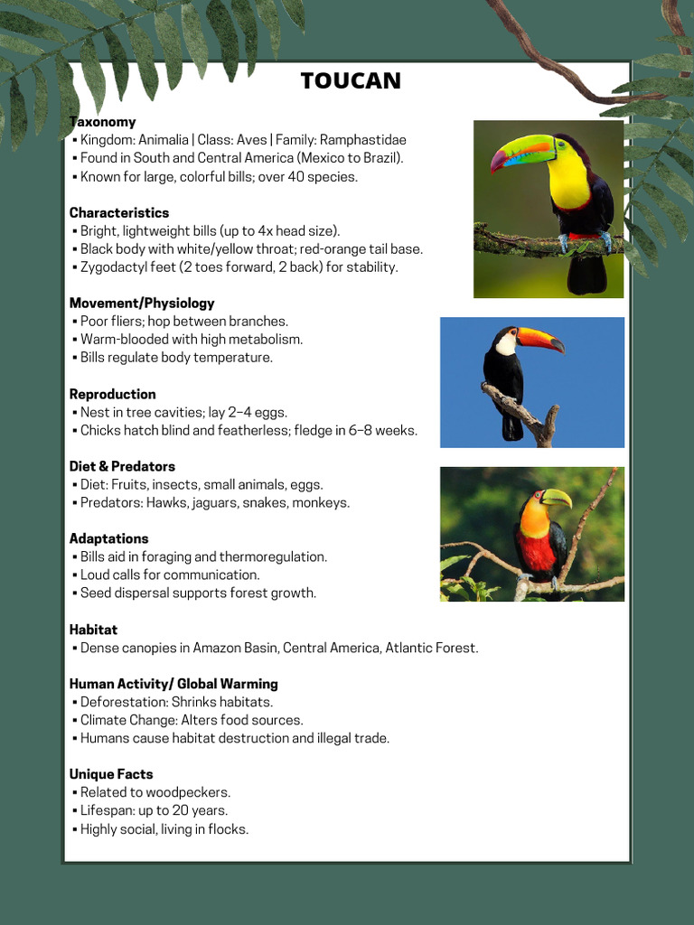 Featherless Toucan: Habitat & Traits | PDF