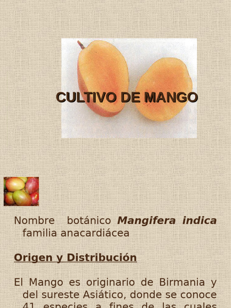 Cultivo de Mango, 2014 | PDF | Mango | Injerto