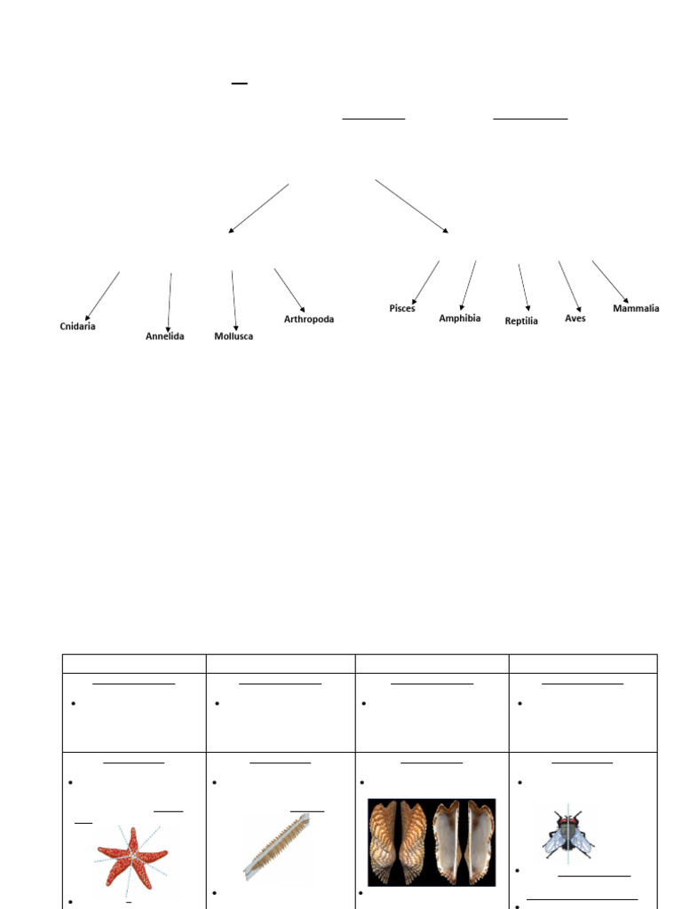 Invertebrate Animal Classification Worksheet | PDF | Invertebrate