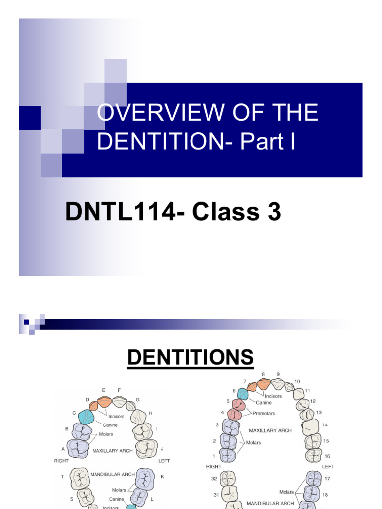 OV of The Dent - Part I (Read-Only) (Compatibility Mode) | PDF | Dental ...