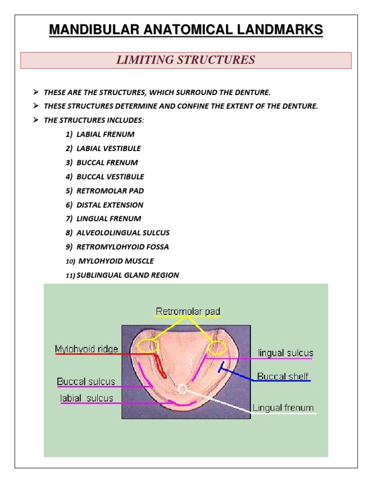Mandibular Anatomical Landmarks | PDF | Tongue | Lip