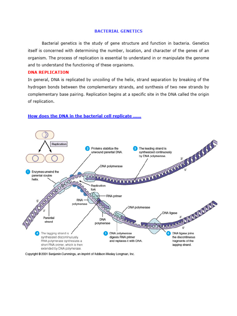 Bacterial Genetics 10 | PDF | Nucleic Acid Sequence | Dna