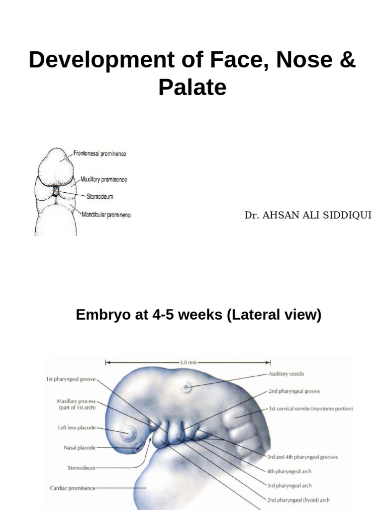 2001development of Face Palate | PDF | Human Nose | Human Anatomy