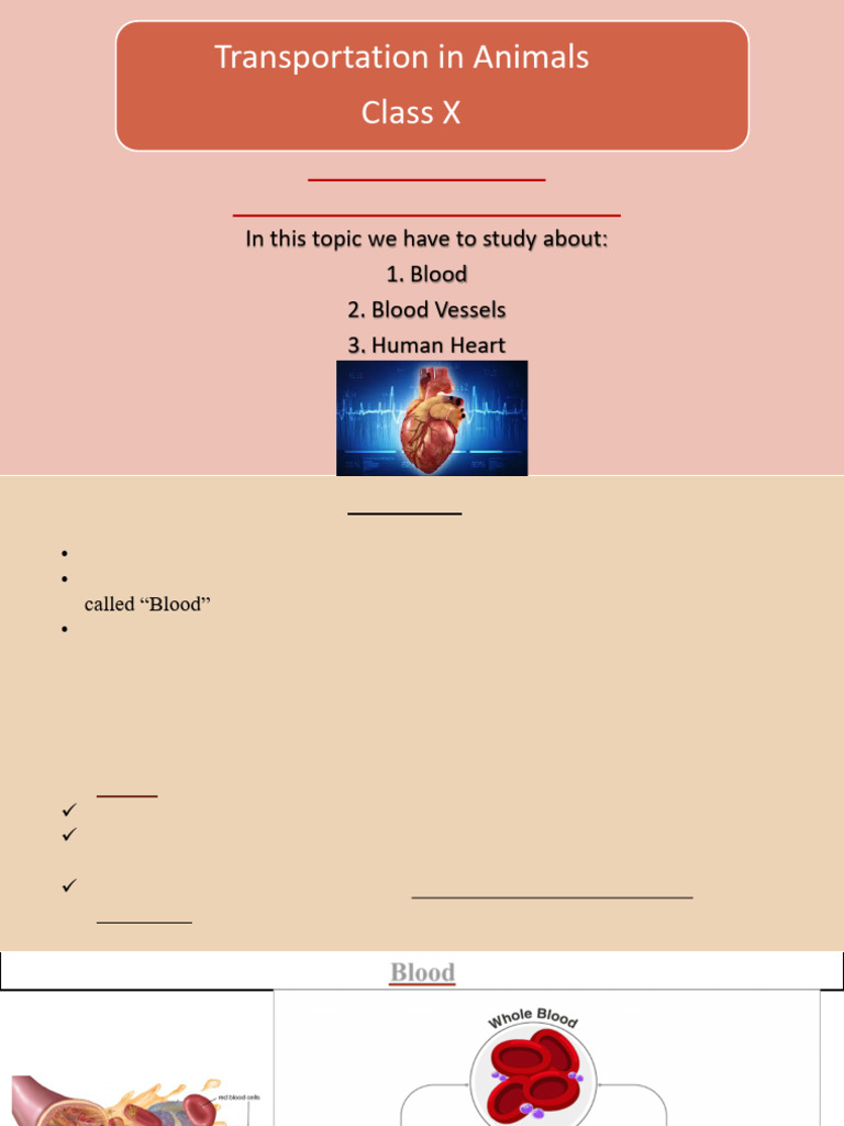 Transportation in Animals and Plants | PDF | Atrium (Heart) | Heart