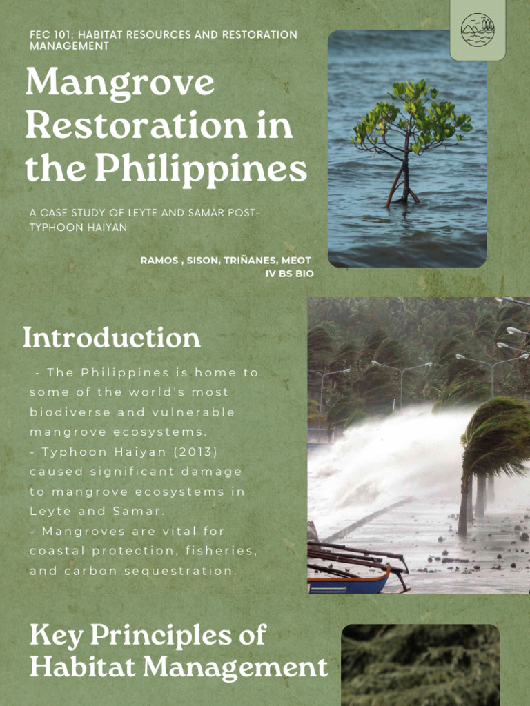 Mangrove Restoration Success | PDF | Restoration Ecology | Mangrove