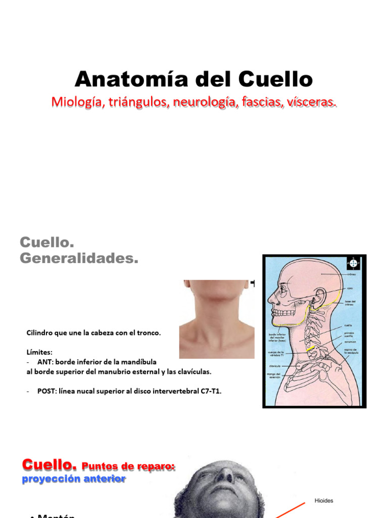 Anatomía del Cuello: Estructuras y Funciones | PDF | Laringe | Tiroides