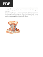 Anatomía del Cuello: Regiones y Estructuras | PDF | Piel | Cuello