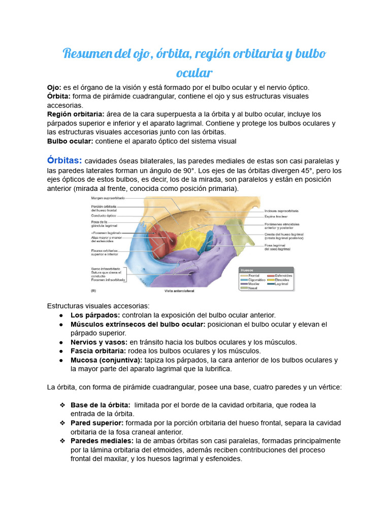Resumen Del Ojo, Órbita, Región Orbitaria y Bulbo Ocular: Órbitas | PDF ...