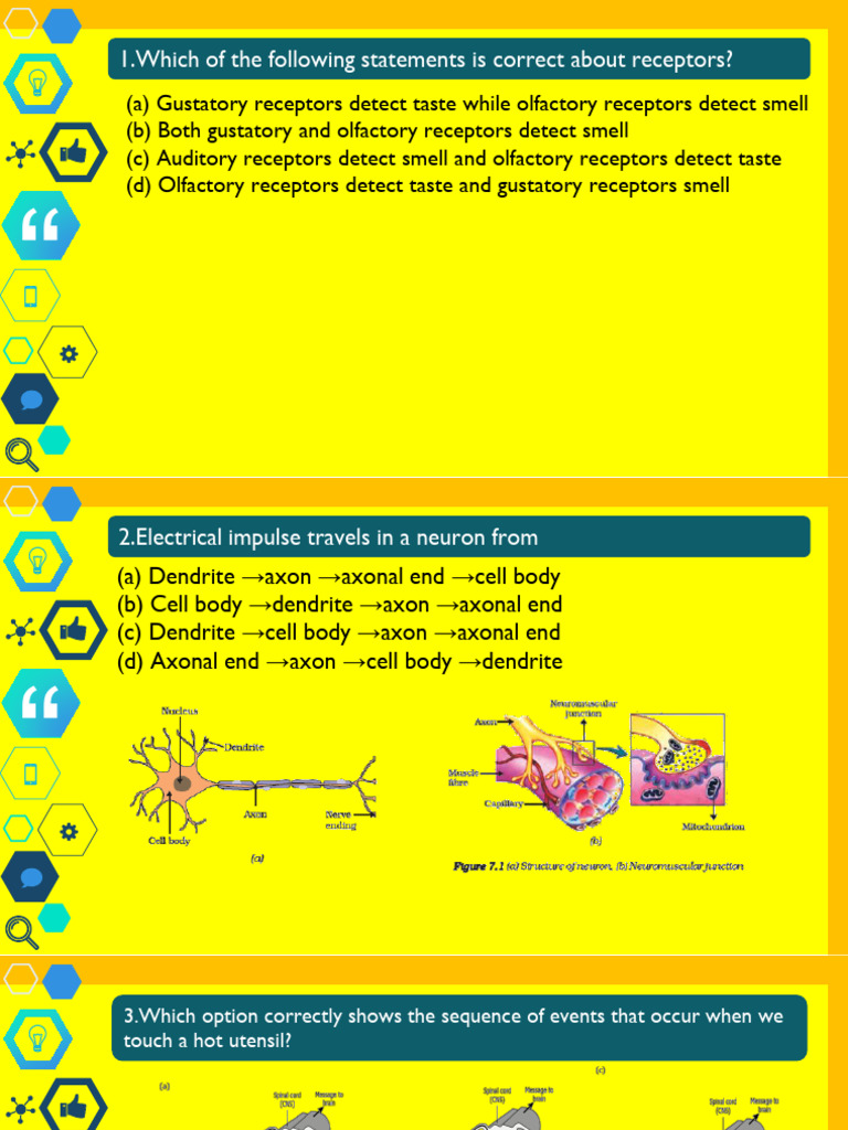 Control & Coordination CBQs | PDF | Neuron | Motor Neuron