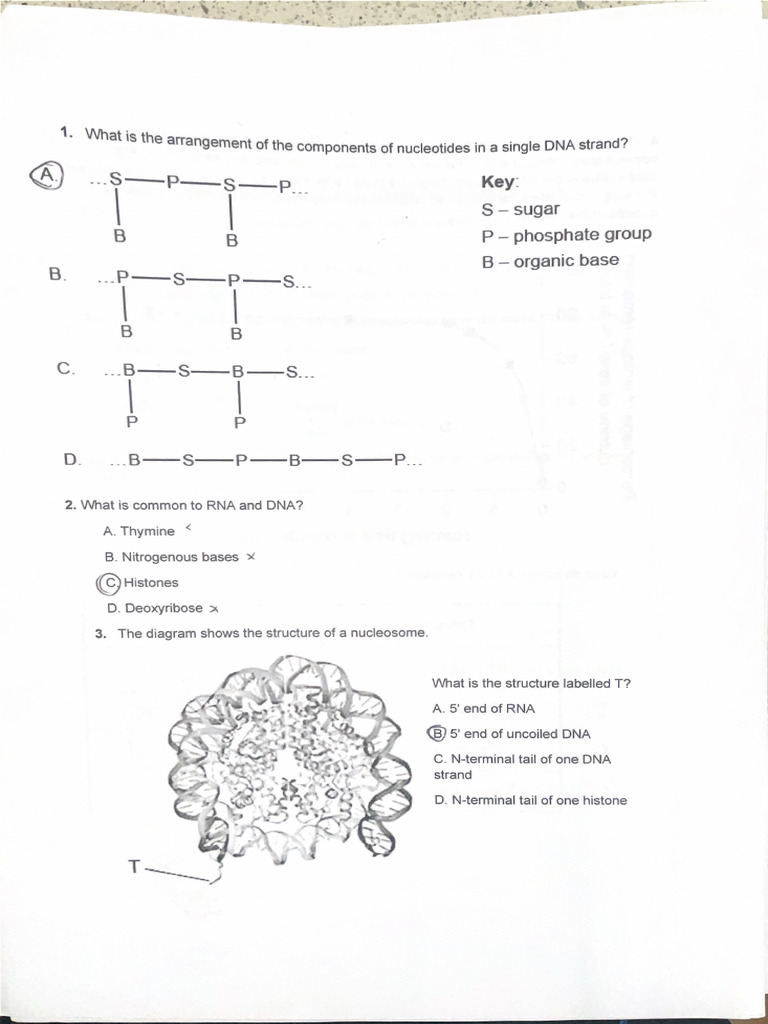 Gene Expression Biology Test DP 1 | PDF