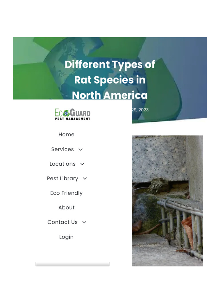 Different Types of Rat Species in North America | EcoGuard | PDF | Rat ...