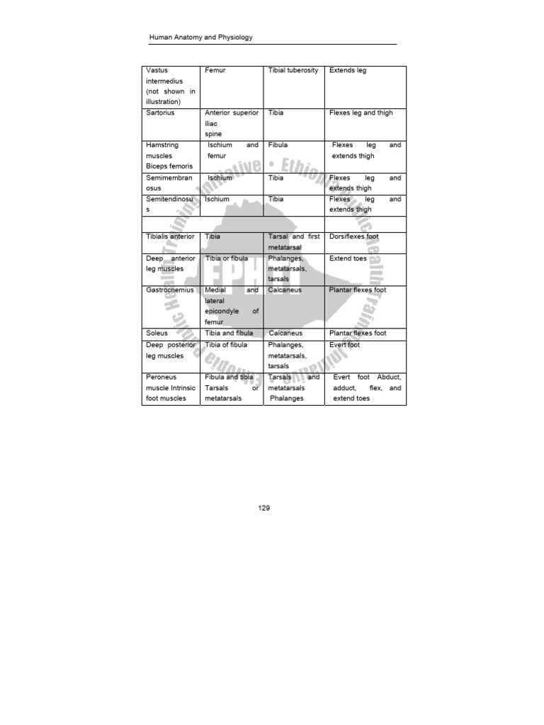 LN Human Anat Final-139 | PDF