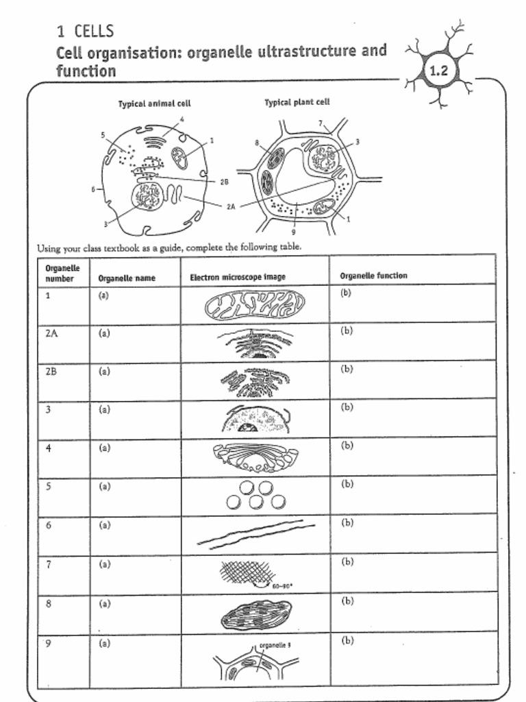 Cells Worksheets | PDF