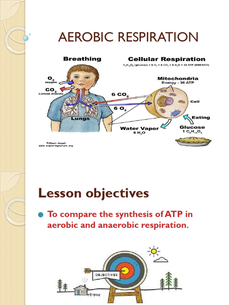 Overview of Aerobic Respiration | PDF