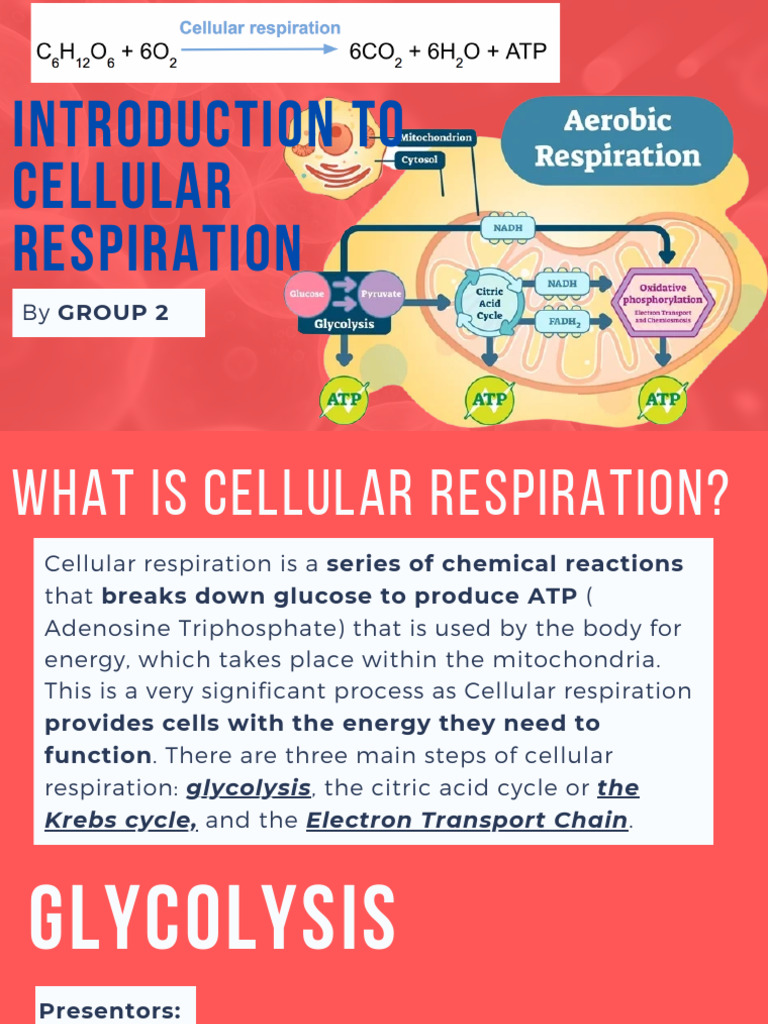 Cellular Respiration | PDF | Cellular Respiration | Adenosine Triphosphate