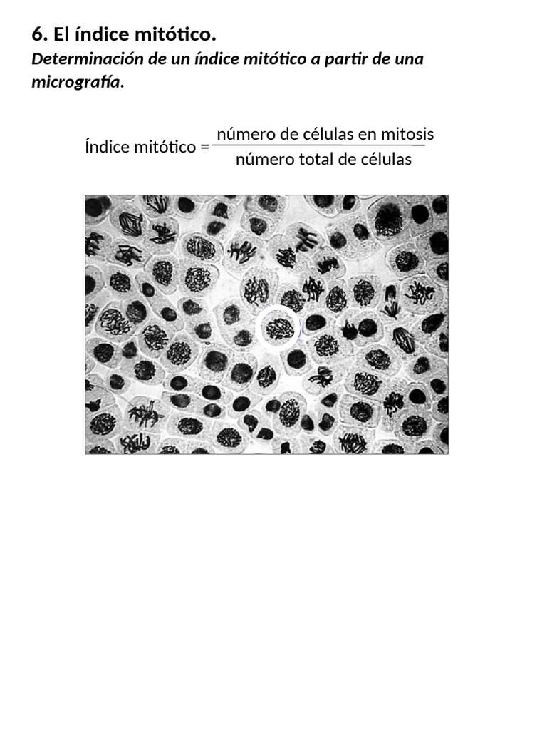 Indice Mitotico | PDF