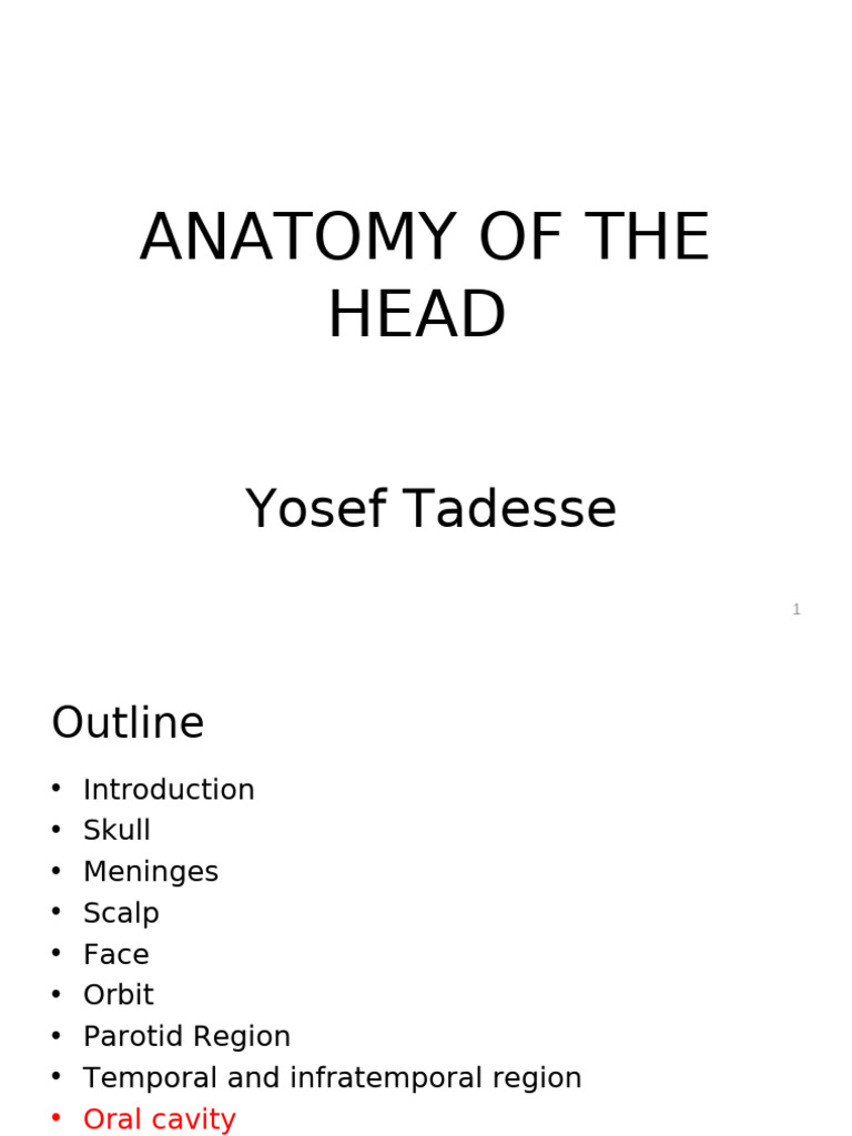 Anatomy of the Human Head | PDF | Skull | Human Nose
